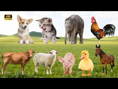 🐾 Khoảnh Khắc Đáng Yêu Của Động Vật 🐑🐓🐈 Chó, Mèo, Gà, Voi, Bò, Cừu Và Những Âm Thanh Dễ Thương!