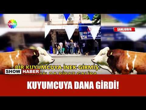 Öfkeli dana kuyumcuyu bastı!