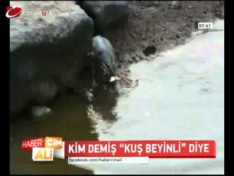 KİM DEMİŞ KUŞ BEYİNLİ DİYE