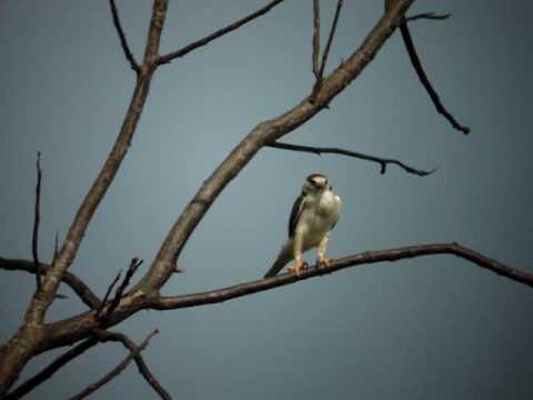 Pearl Kite - Gampsonyx swainsonii. By. Luis Eduardo Urueña - YouTube
