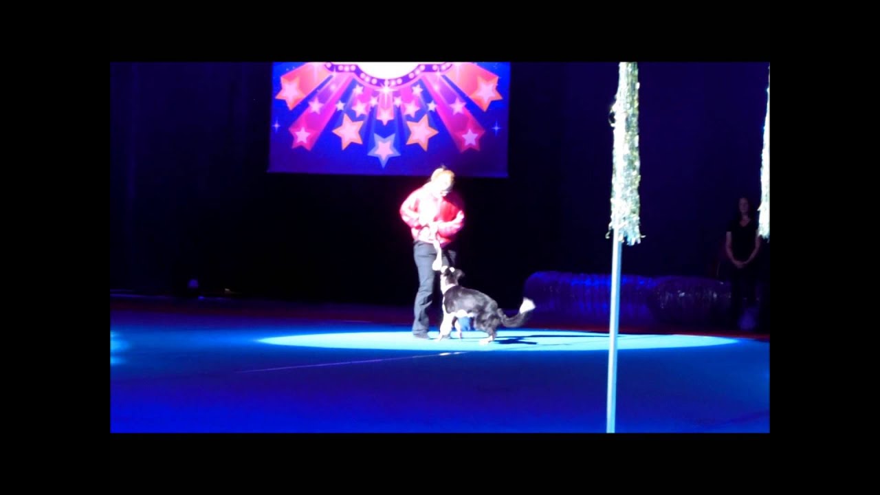 Superdogs Show - PNE 2012 - Kraze Weave Challenge - YouTube