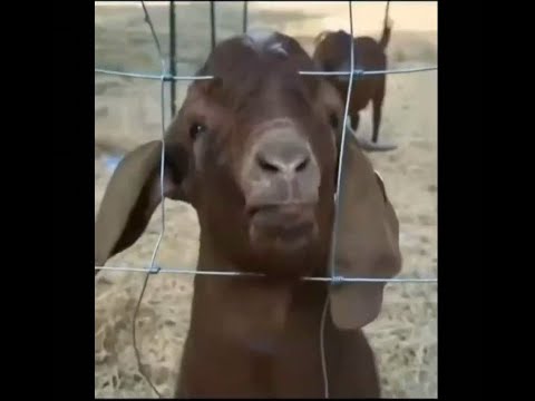 konuşan keçi remix