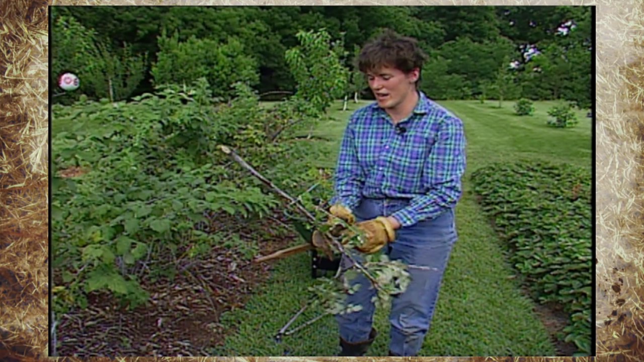 Pruning Bramble Plants - YouTube