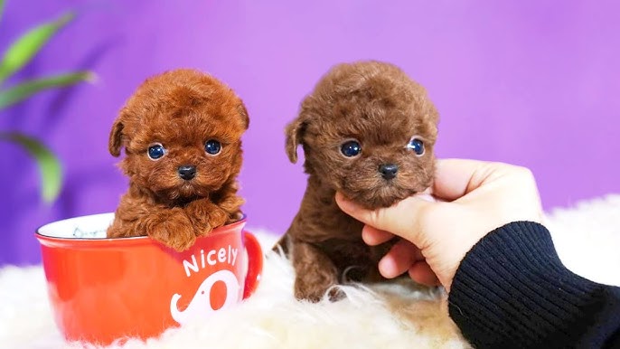Pocket Puppies Breeds