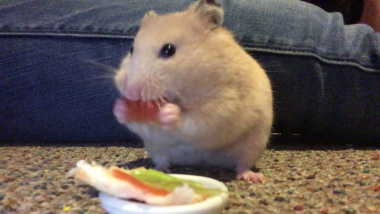 Hamster eating veggie sandwich - YouTube