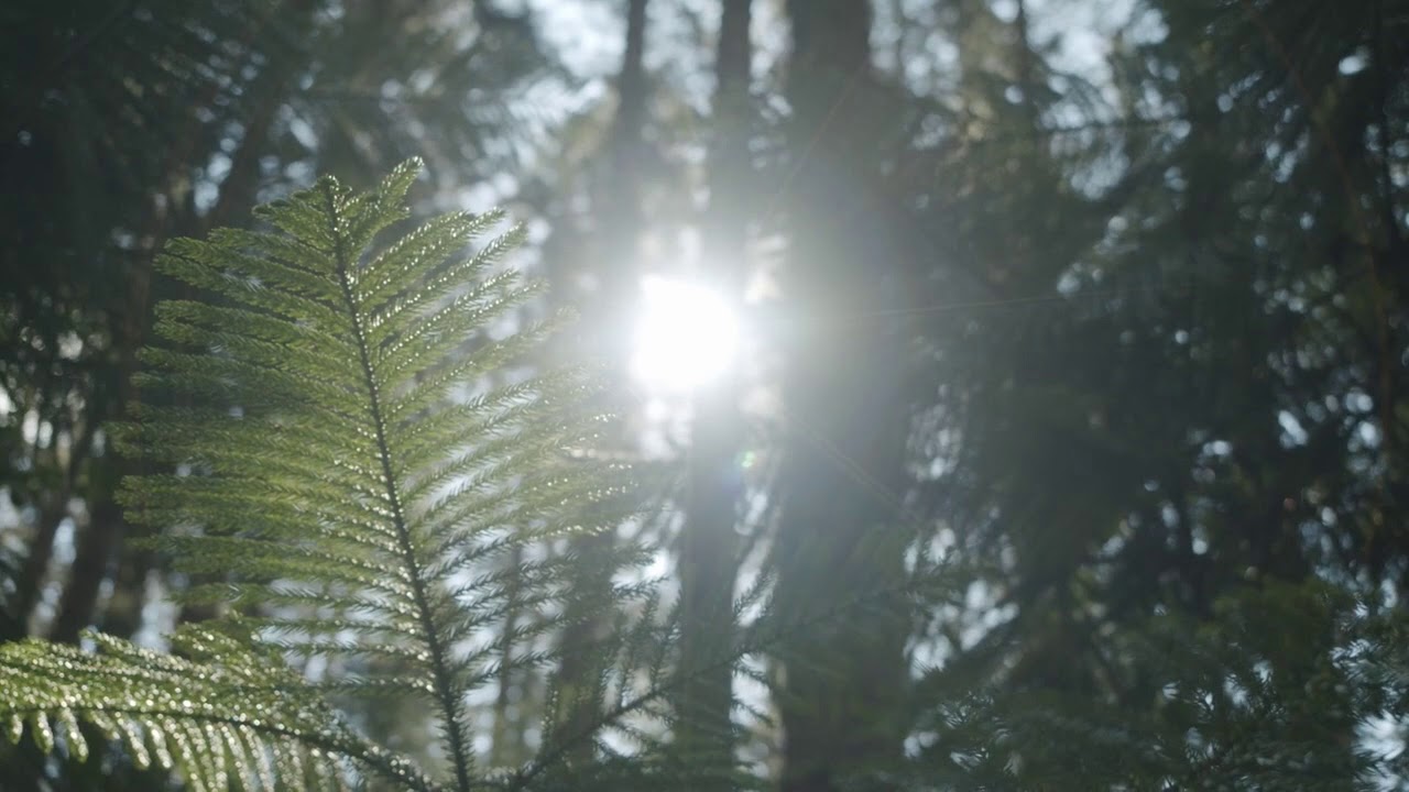 Relaxing Music + Forest Sunlight | Relaxation, Sleep Music, Meditation ...
