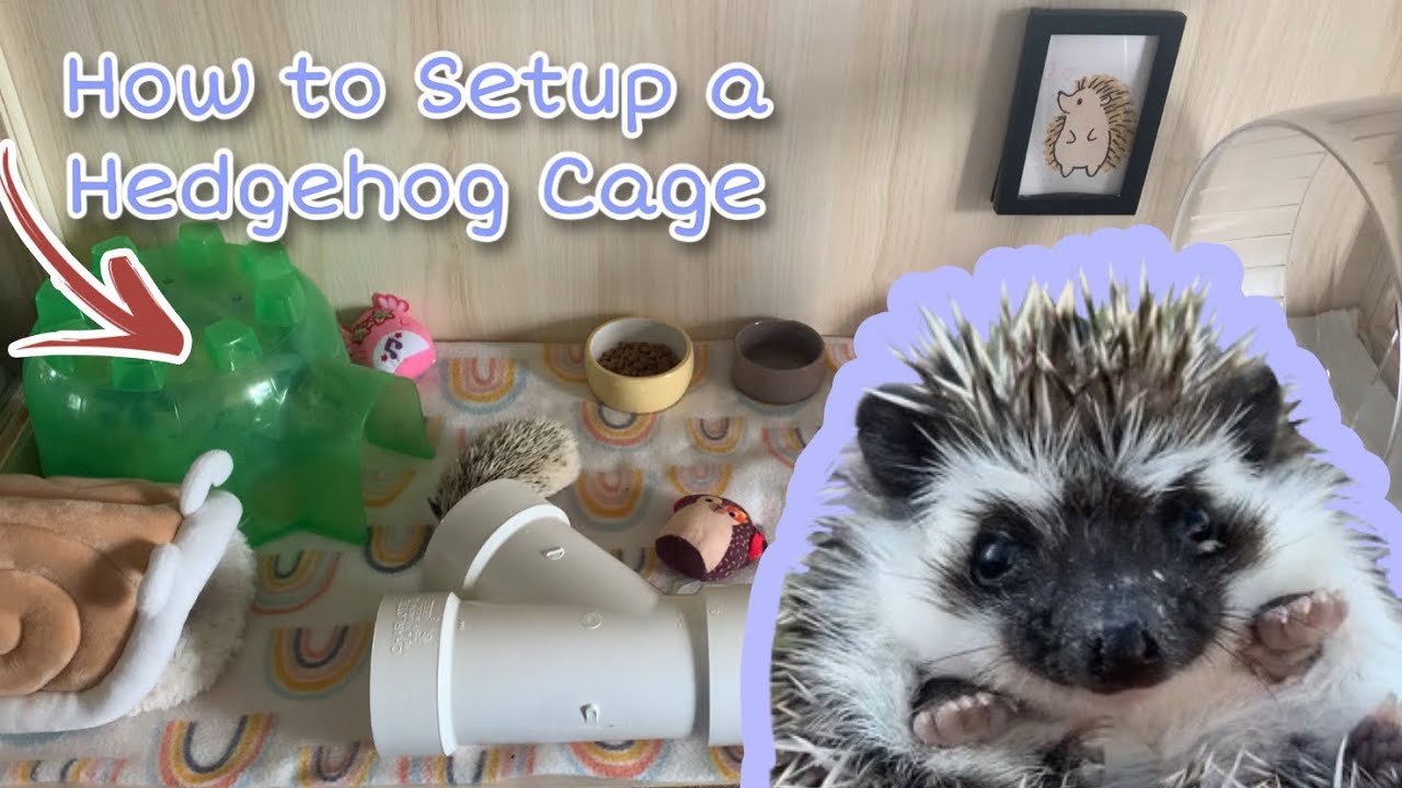 How to Set Up a Hedgehog Cage 🦔 - YouTube