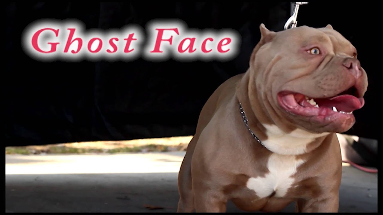 Exotic Bully Ghost Face - YouTube