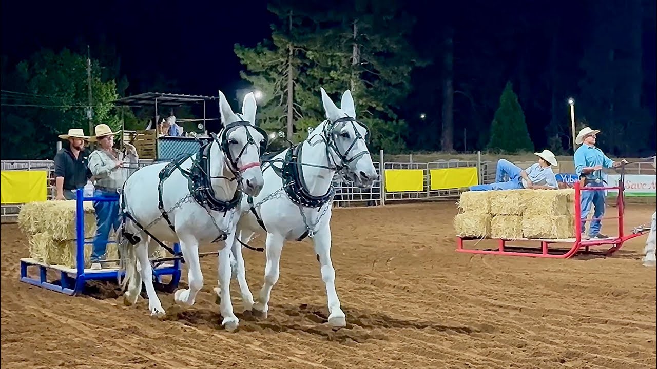 Annette Drives Nolan’s Percheron Mules, Kit and Kate, in the Hay Bale ...