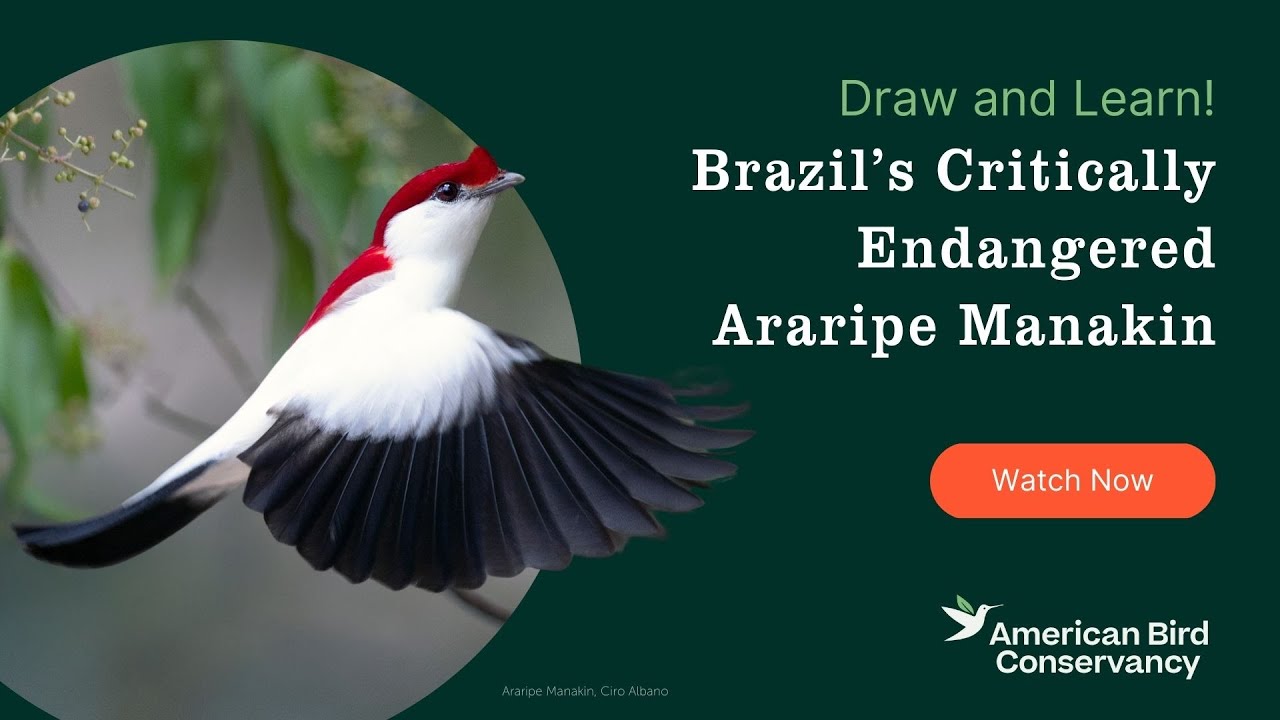 Draw and Learn! Brazil's Critically Endangered Araripe Manakin - YouTube