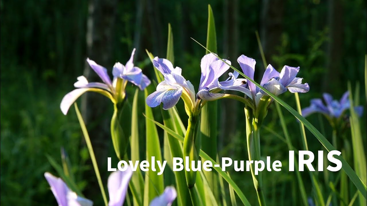 Beautiful Flower - Lovely Blue & Purple Iris in backyard - YouTube