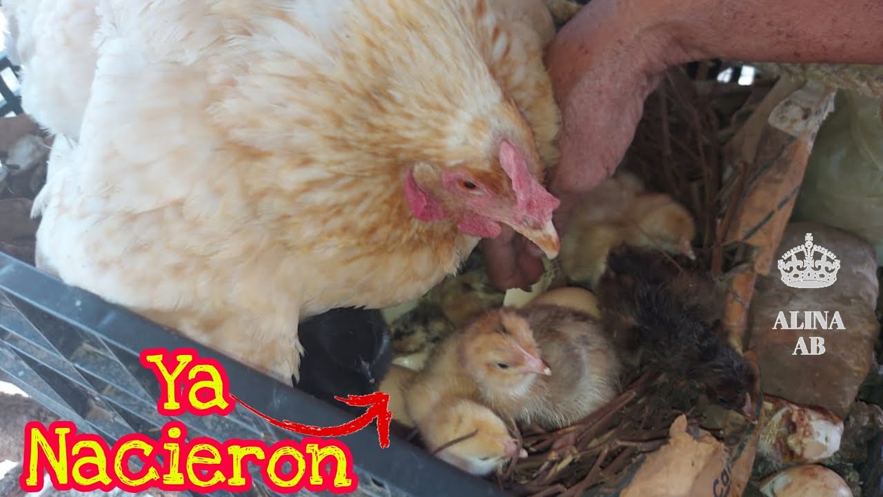Cuántos pollitos han nacido!!!. Video Completo - YouTube