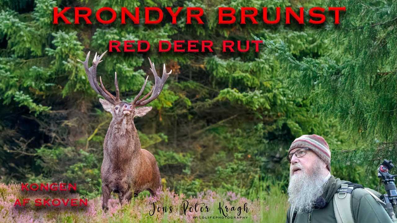 Krondyr brunst /krondyr/ kronhjort/naturfotografering/dansk naturfilm ...