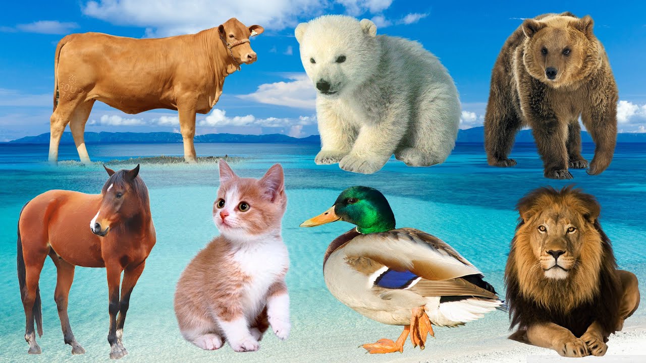 Smart animals with fun and interesting repertoire - YouTube