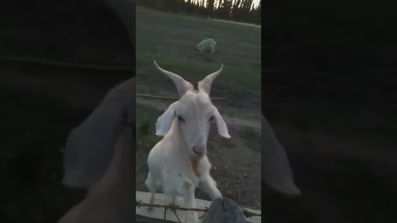 it's Messi camera wowo - YouTube