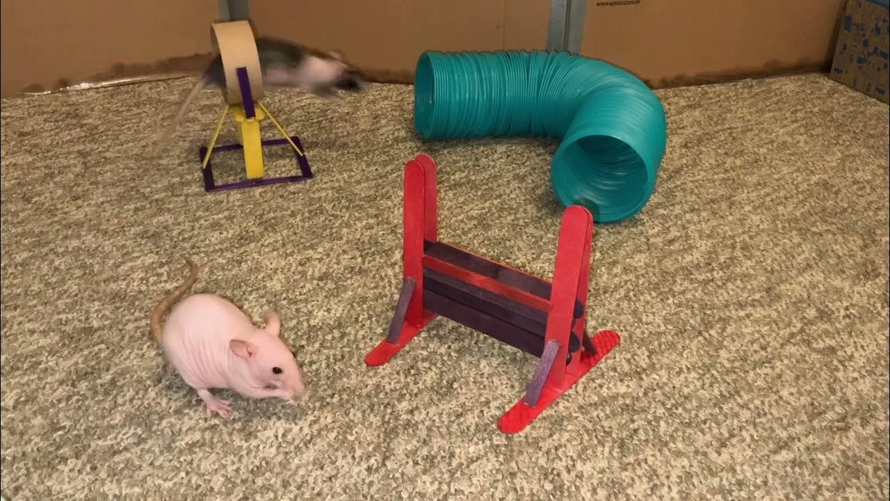 My pet rat Raisins first agility course! - YouTube
