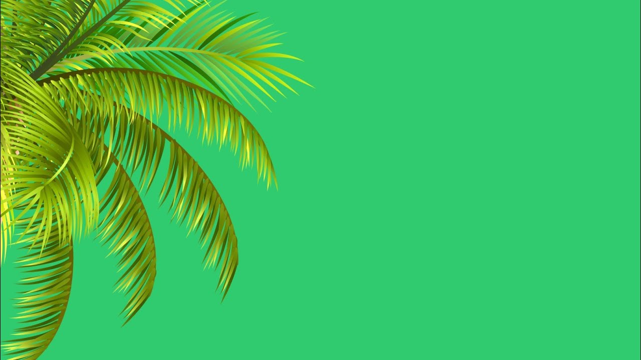 Palm tree leaves green screen effect | Palm leaf shadow green screen ...