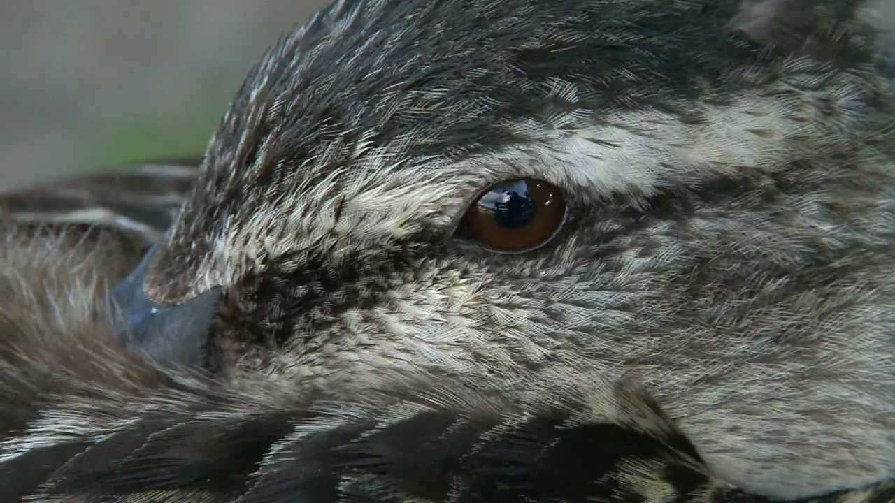 Bird's eye close up Sony FX1000 - YouTube