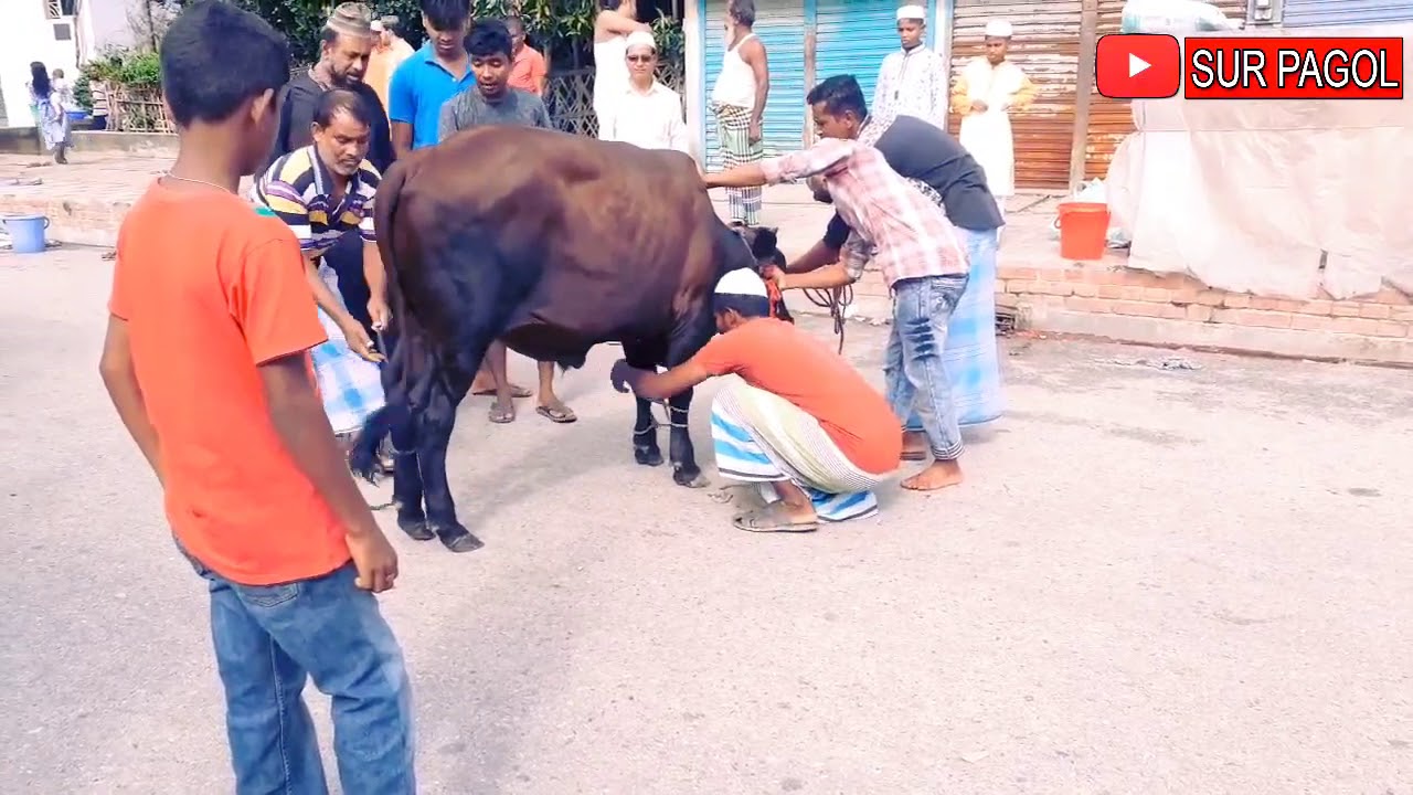 Out of Control big animals dangerous animals - YouTube