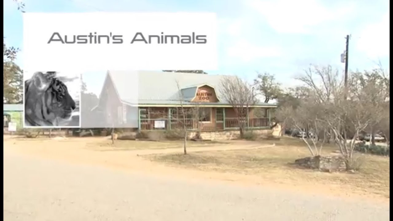 Austin's Animals - YouTube