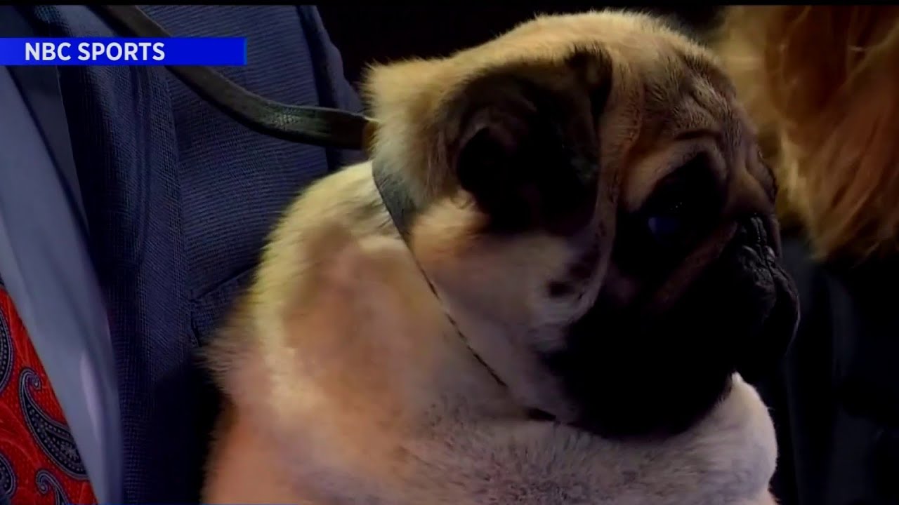 New top dog: Pug wins best in show - YouTube
