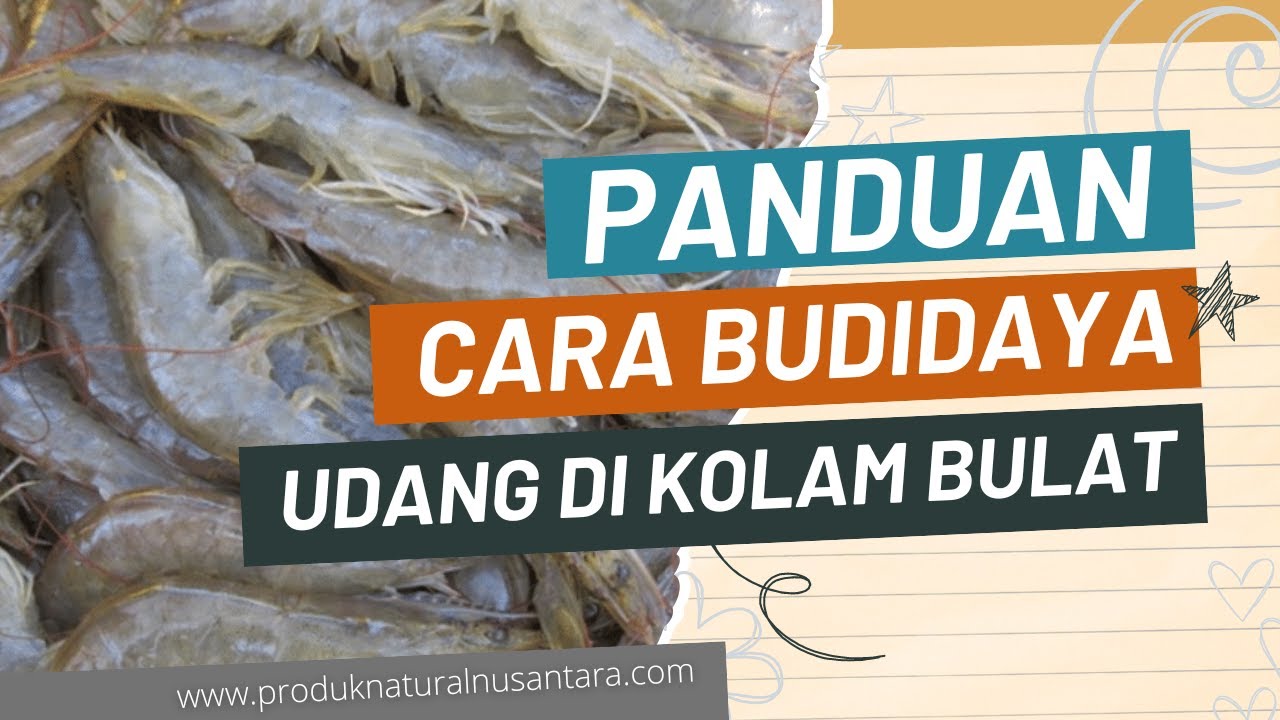 Cara Budidaya Udang Vaname di Kolam Bulat dengan Produk Organik NASA ...
