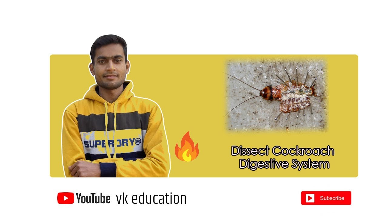 How To Dissect Cockroach Digestive System - Nerve system || Vk ...