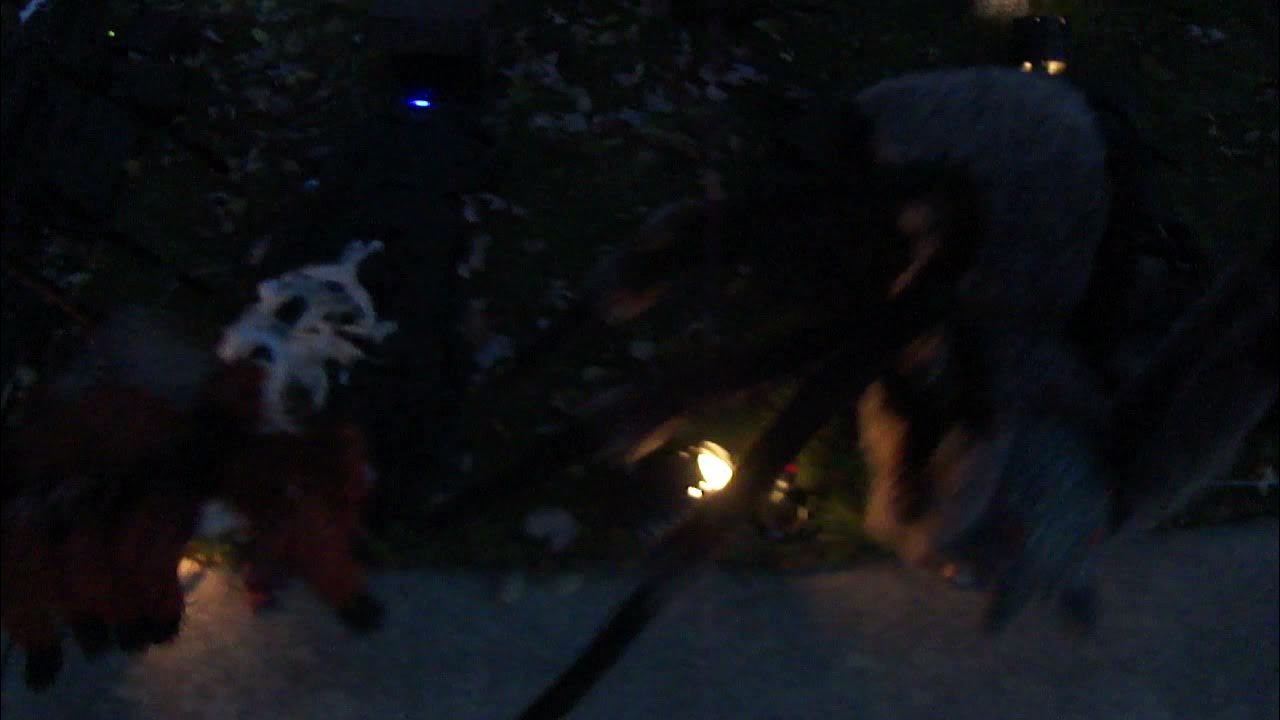 Animated Spiders - YouTube