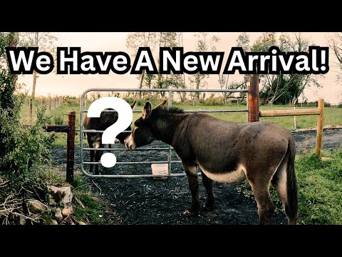 The Irish Homestead welcomes a new face! - YouTube