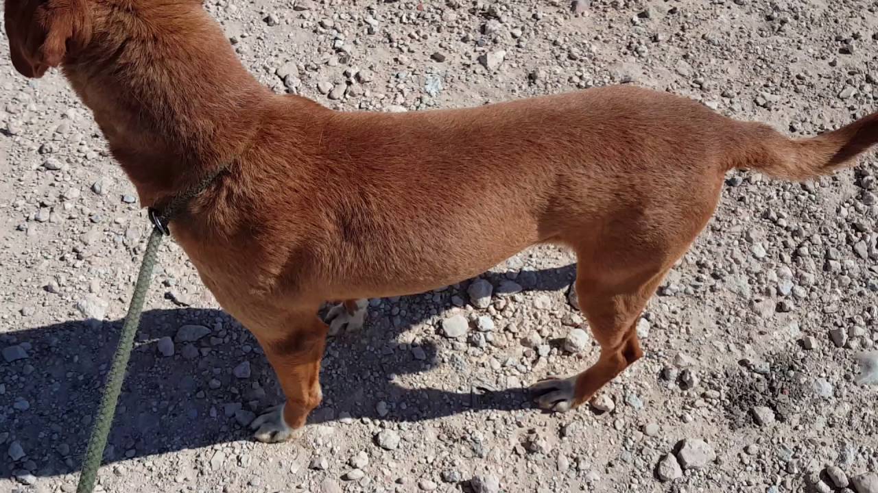 DANIEL 2 years Walking at the Resi VALENCIA PERRERA DOGS 1 June 2016 ...