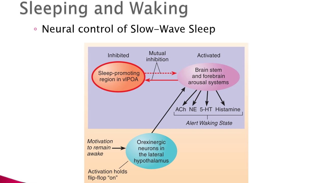 PSYC460 Lecture22b Wakefulness and Sleep II - YouTube
