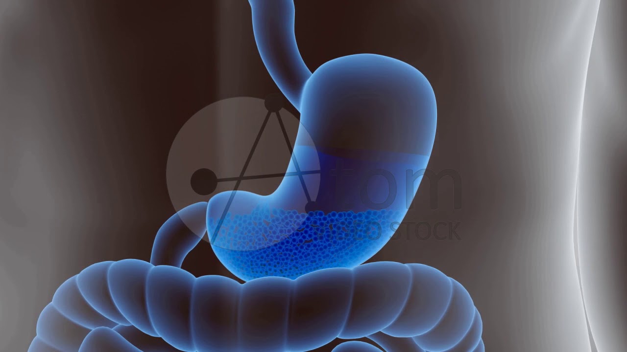 The Stomach is Filling With Food - YouTube