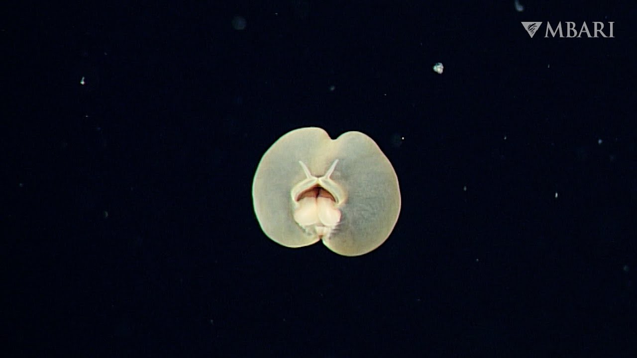 This curious critter is a worm like no other: The pigbutt worm - YouTube