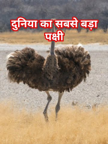 दुनिया का सबसे बड़ा पक्षी | world largest bird | duniya ka sabse bada ...