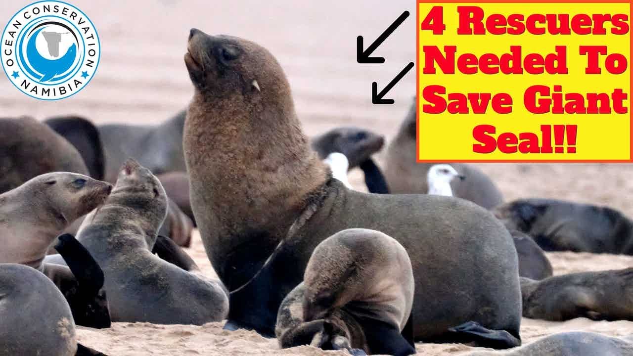 4 Rescuers Needed to Save Giant Seal - YouTube