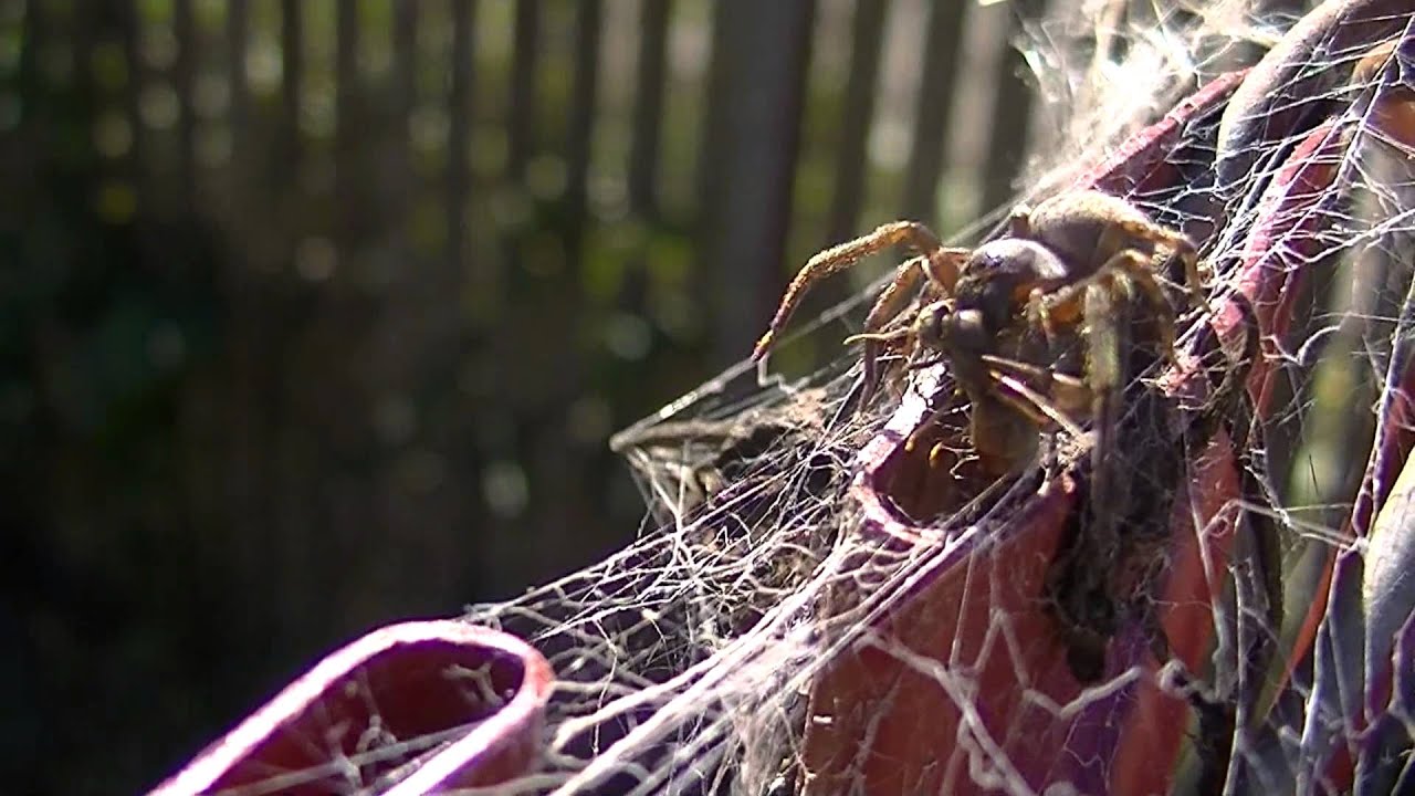 spider swarm - YouTube