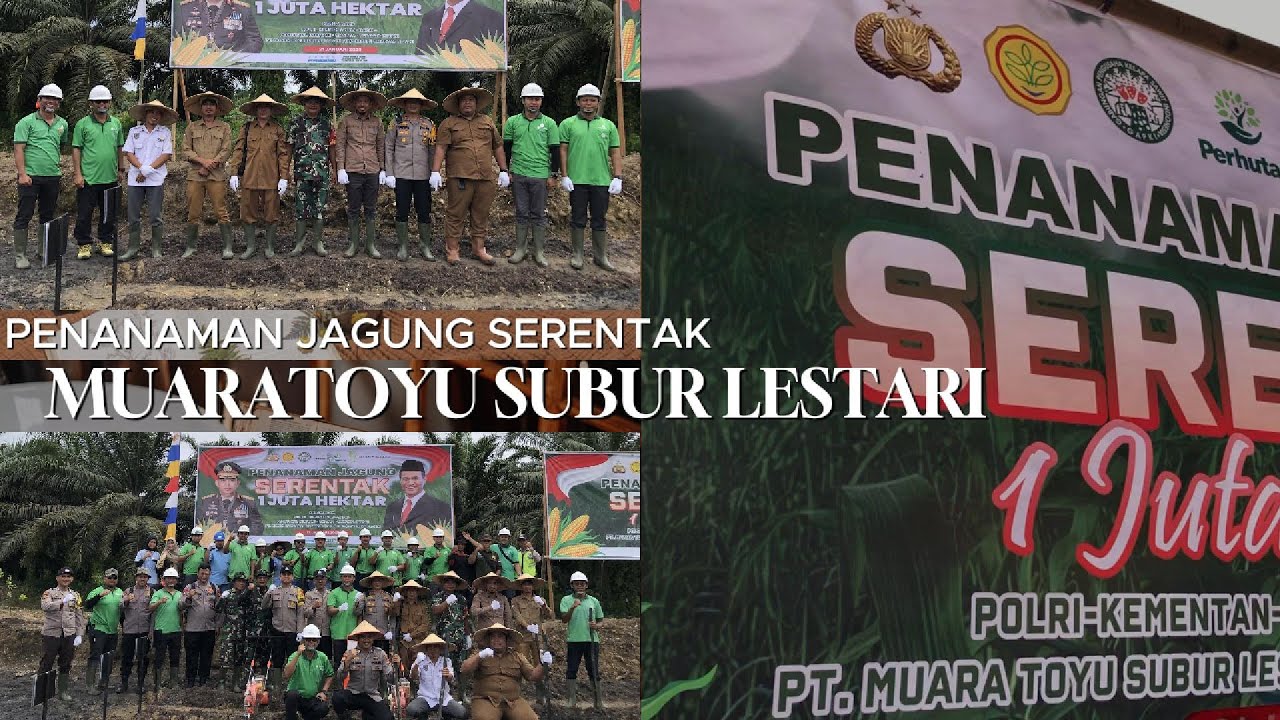 Penanaman Jagung Serentak 1 Juta Hektar PT MSL - YouTube