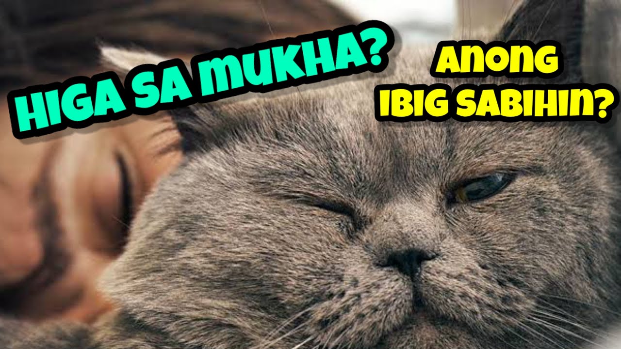 HILIG HUMIGA SA MUKHA AT SA TABI MO ANG PUSA MO? BAKIT NGA BA? MALAS BA ...