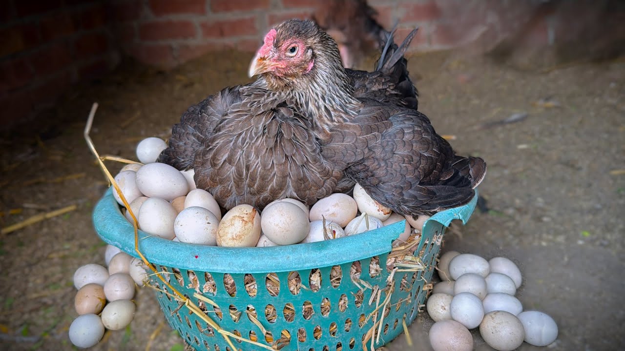 Miracle of Life: Hen Hatches Many Eggs toChicks in a Basket Nest! - YouTube