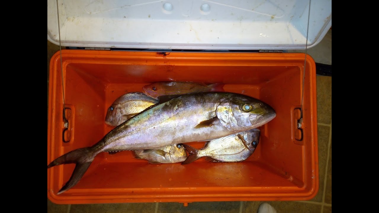 Reef Donkeys, The King and Communion - YouTube