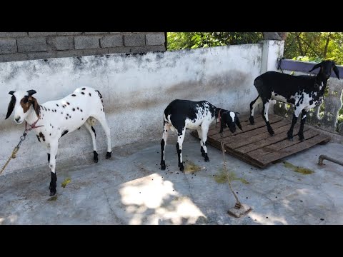 Madurai and karnataka sheeps in Hyderabad | karnataka mende - YouTube