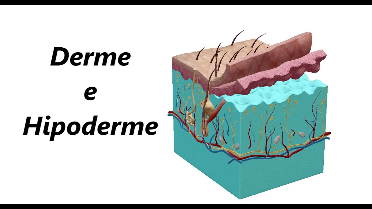 Derme e Hipoderme em 3D - YouTube