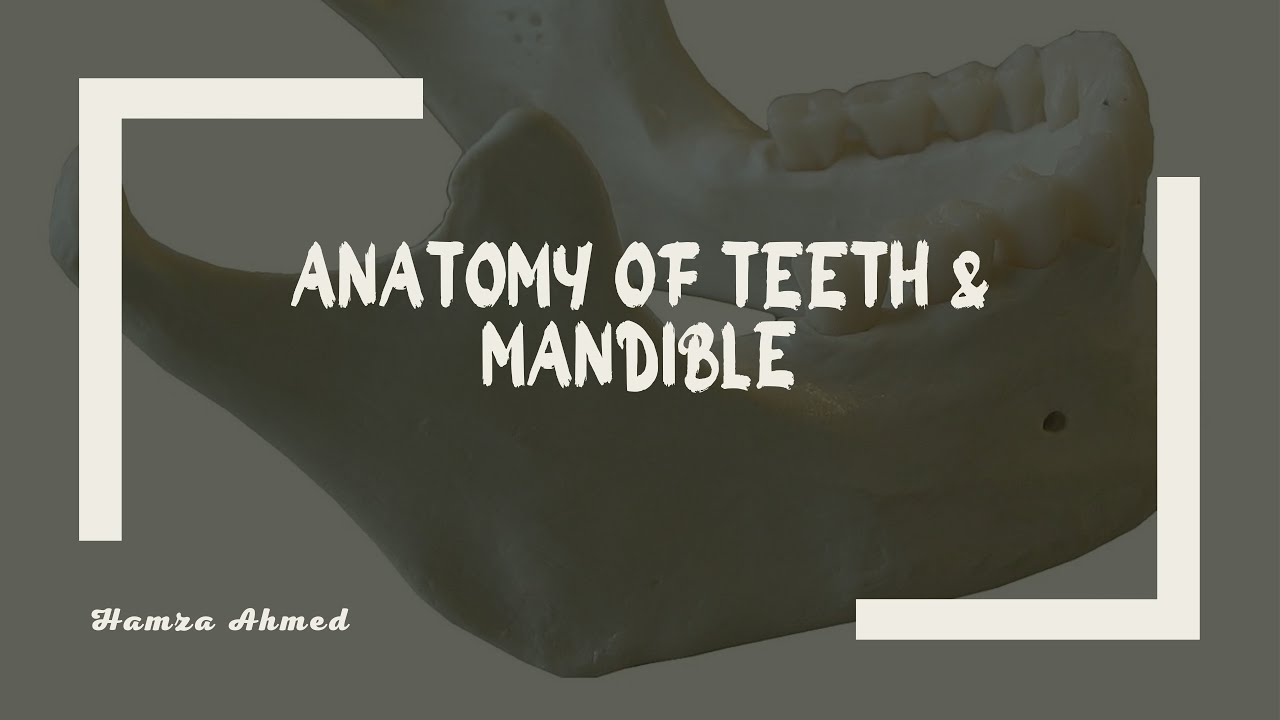 Anatomy of Mandible & Teeth - YouTube