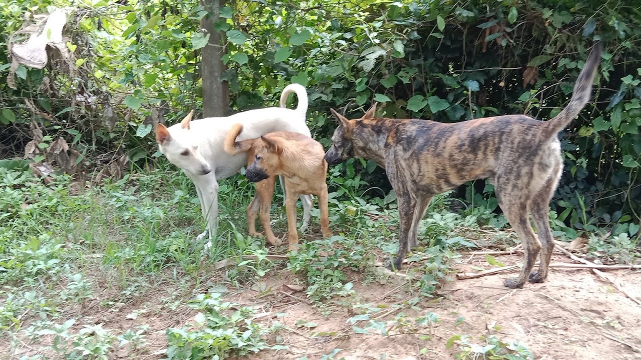 Cute Dogs, Dog Videos, Stray Dog, Funny Dogs, Funny Animal Videos, Dogs ...