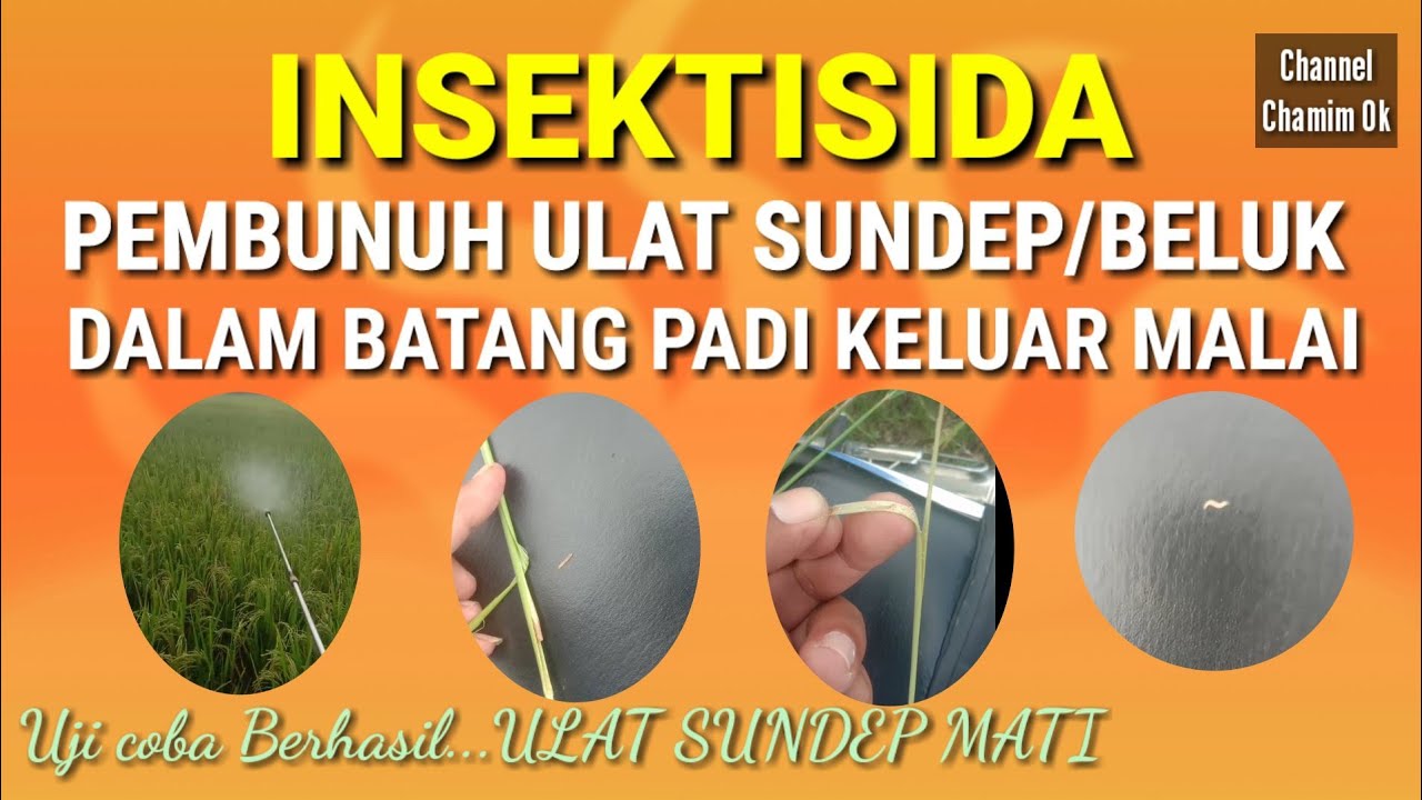 ULAT SUNDEP MATI DALAM BATANG PADI || Uji coba Pak Budi Madiun # ...