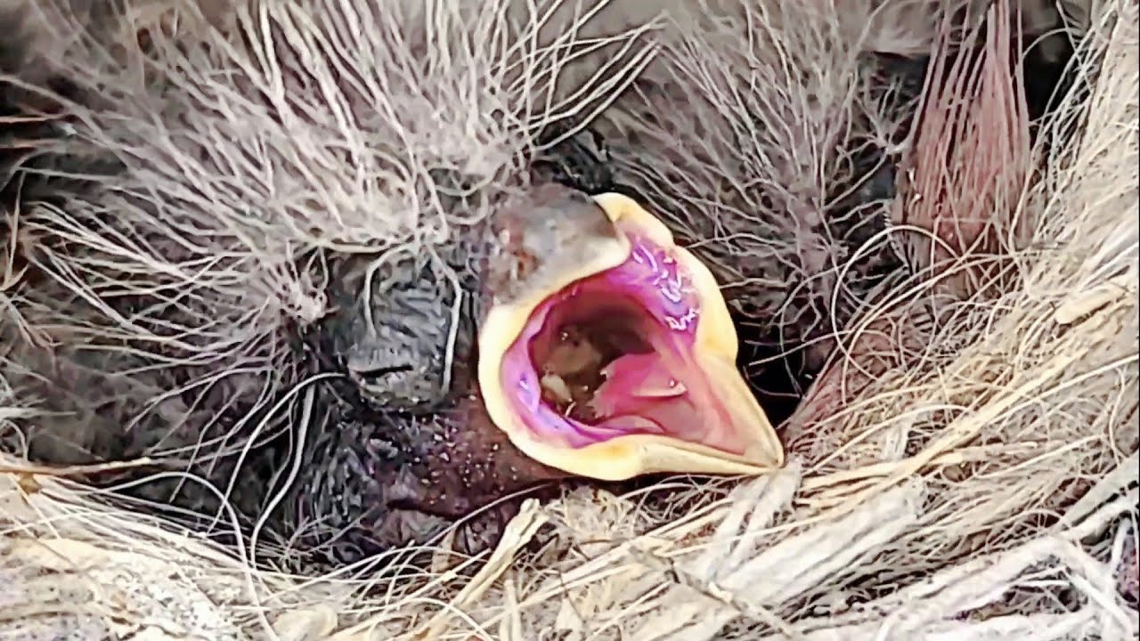 Baby birds growing PART 3 - YouTube