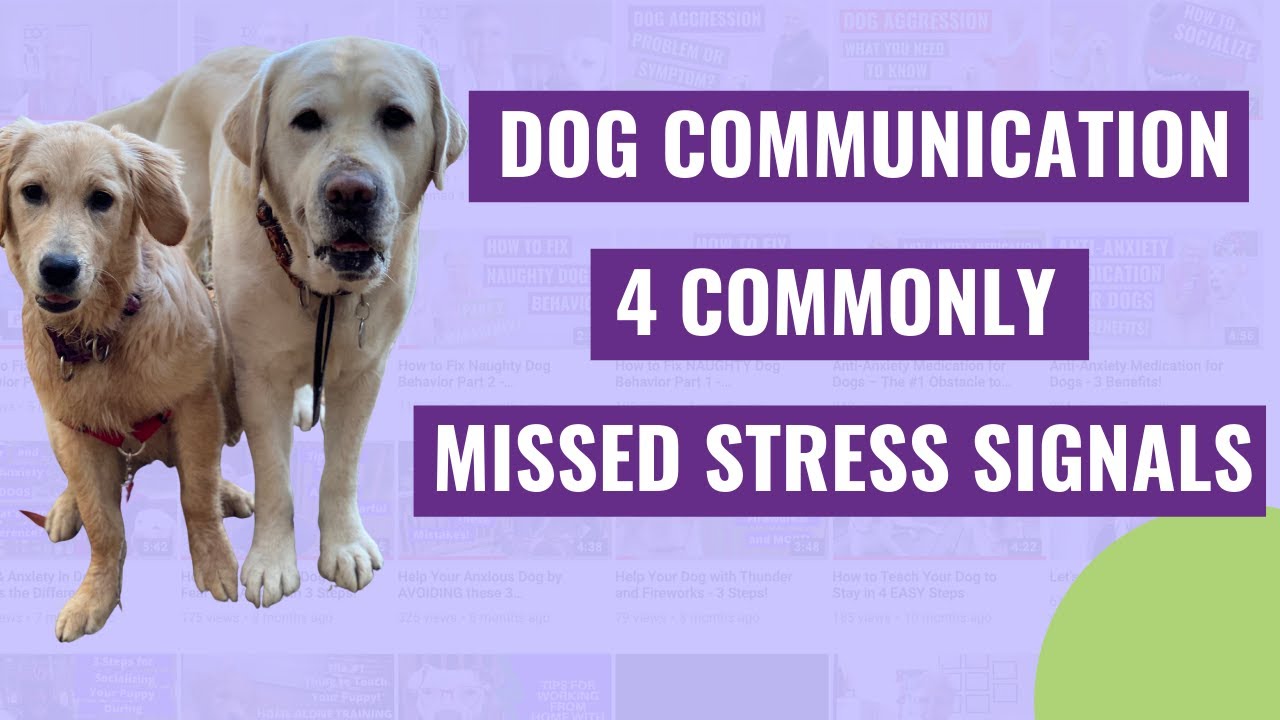 Dog Communication (4 Commonly Missed Stress Signals) - YouTube
