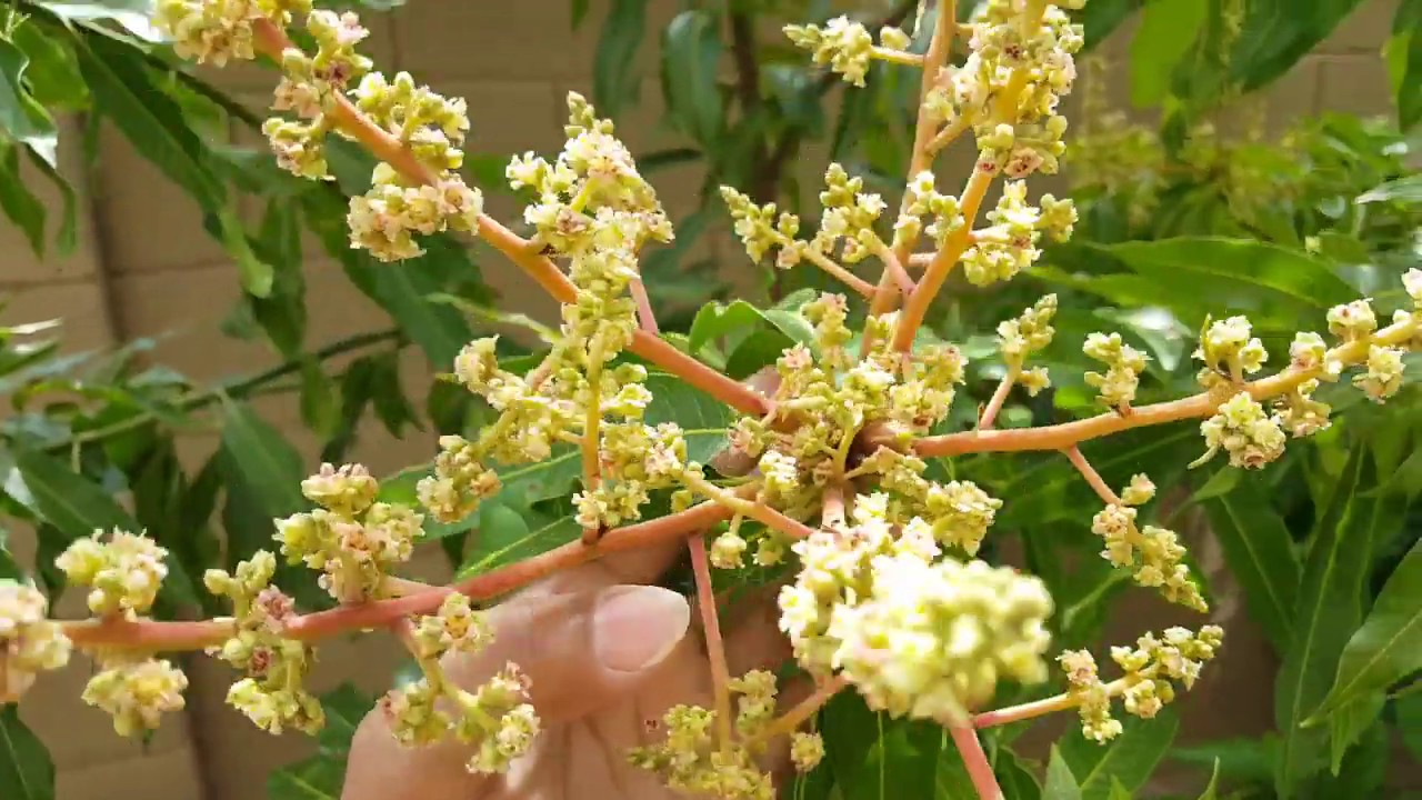 Alampur Baneshan Mango Flowering - YouTube