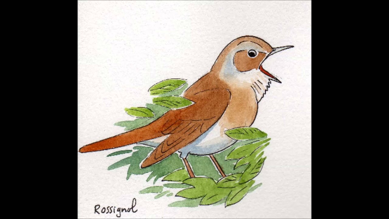APPRENDRE LES CHANTS D'OISEAUX - 19: Le Rossignol philomèle - YouTube