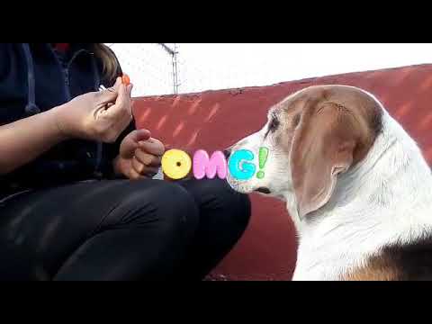 DetinMarín de don pingue cucaramacara de titerefue que está fue hay ...